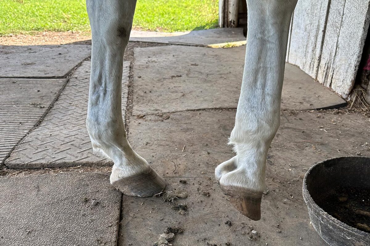 The Abscess Ruptured, But My Horse is Still Lame. Now What? – The Horse