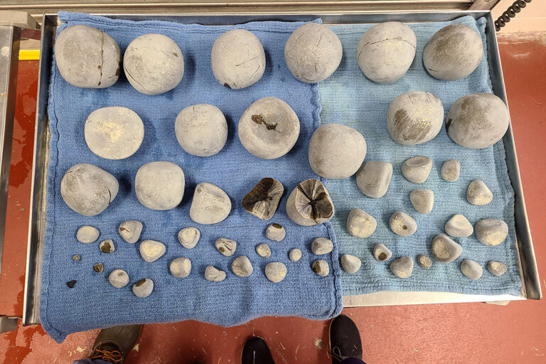 Enteroliths in Horses: Causes and Prevention – The Horse