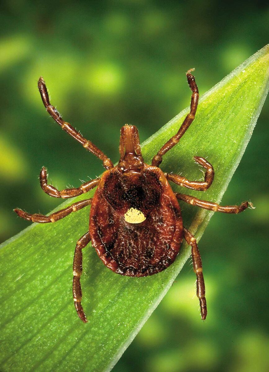 The Expanding Threat of Tick-Borne Diseases in Horses – The Horse