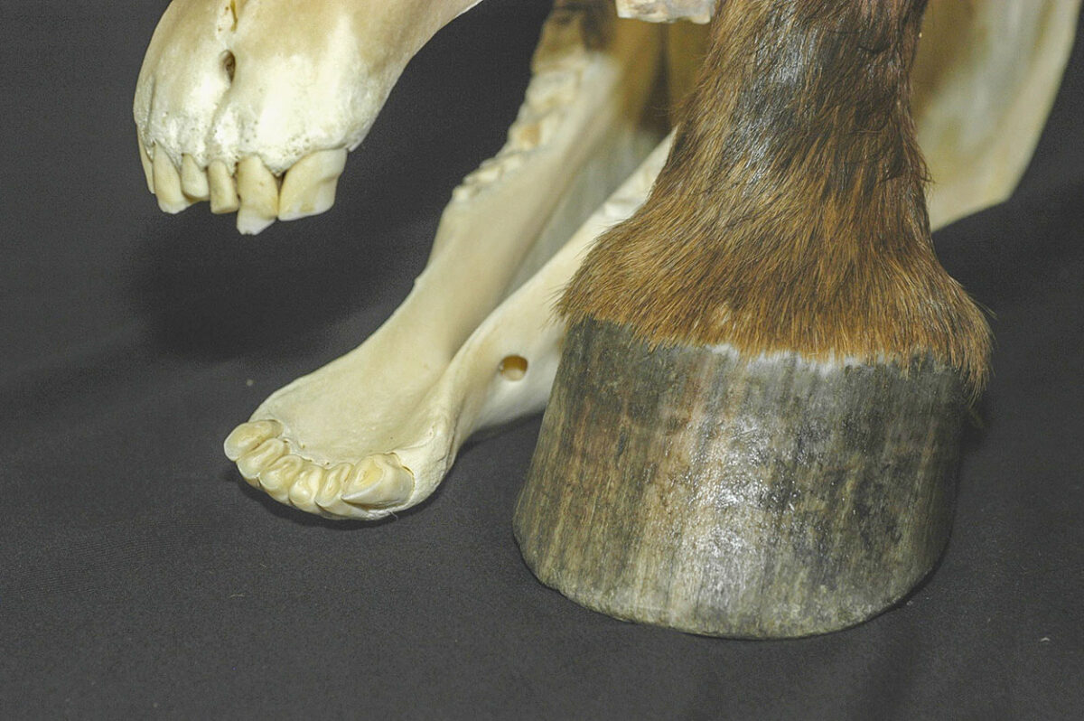 How the Equine Hoof Holds Up Over a Lifetime – The Horse