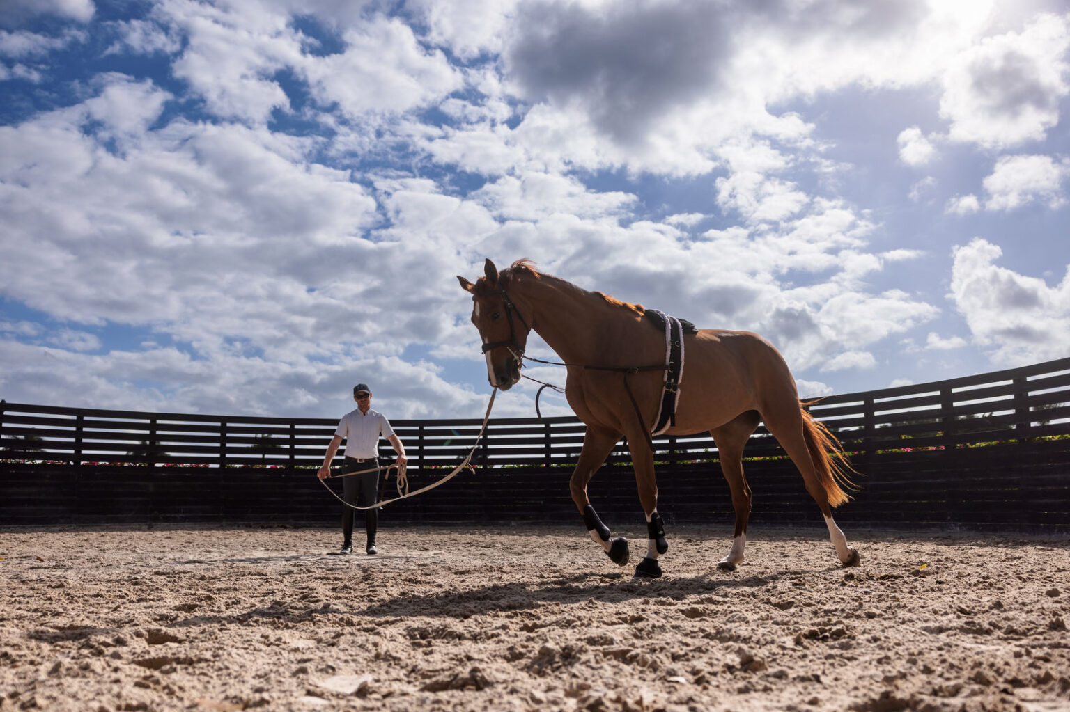 Safe Young Horse Training Practices – The Horse