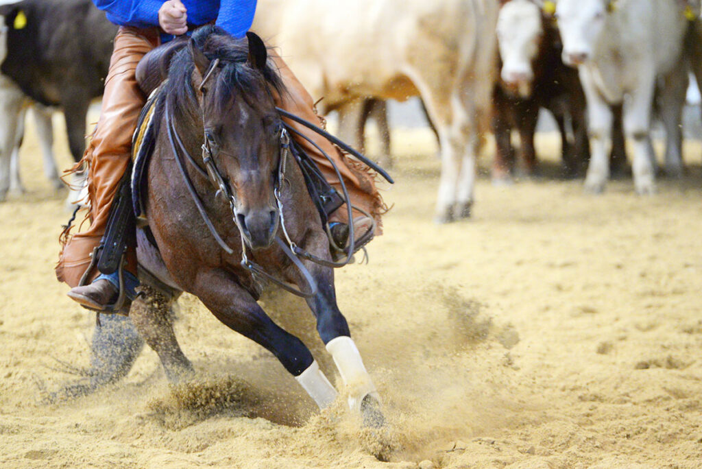Maintaining Soundness in Western Performance Horses – The Horse