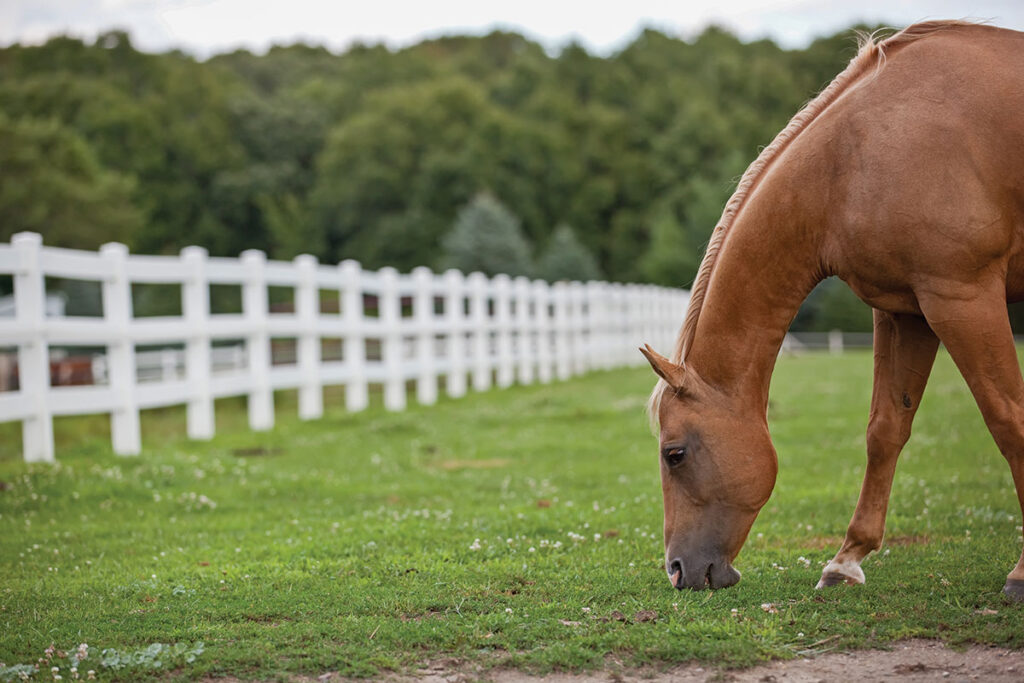 Worms, Bugs, and Your Horse: 21st Century Parasite Control – The Horse