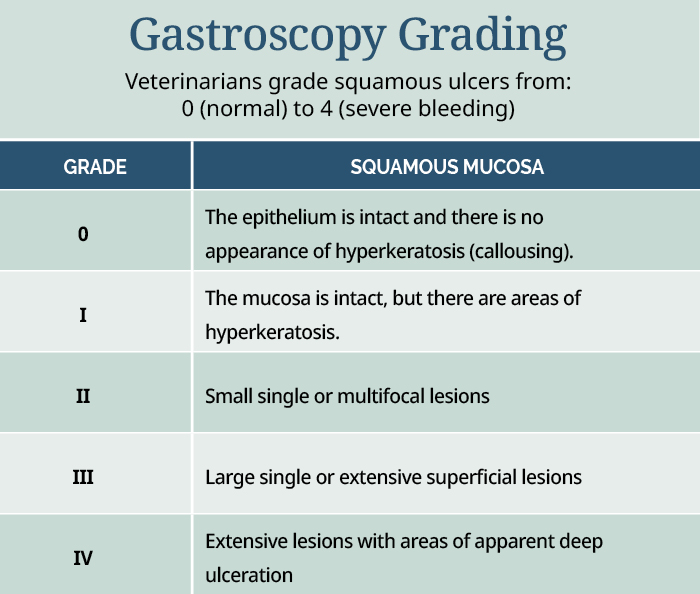Diagnosing Equine Gastric Ulcer Syndrome