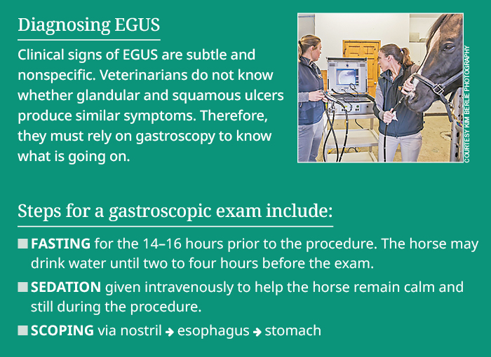 Diagnosing Equine Gastric Ulcer Syndrome