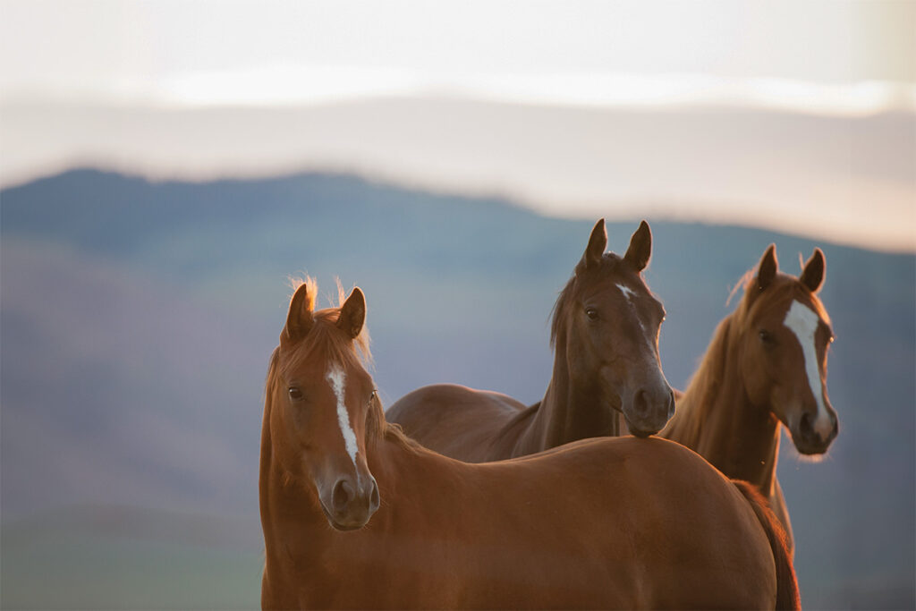 Autoimmune Diseases Affecting Horses – The Horse