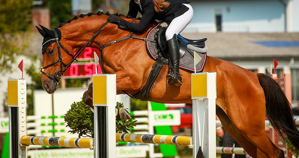 Equine Drug Testing During Prepurchase Exams – The Horse