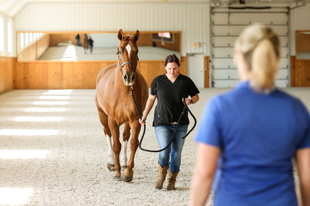 Using Objective Tools to Guide Equine Rehabilitation – The Horse