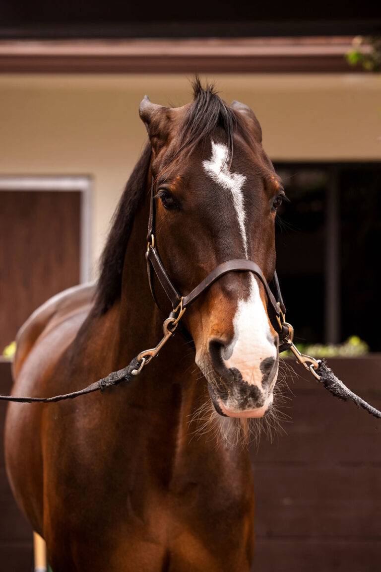 Subtle Signs of Equine Gastric Ulcers – The Horse