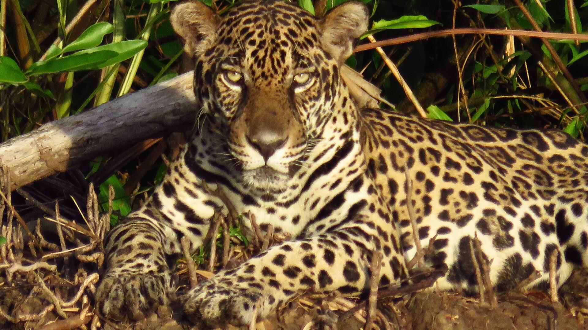 Dead woman’s tide: Oil fears lap along Amazon coast - SUMAÚMA