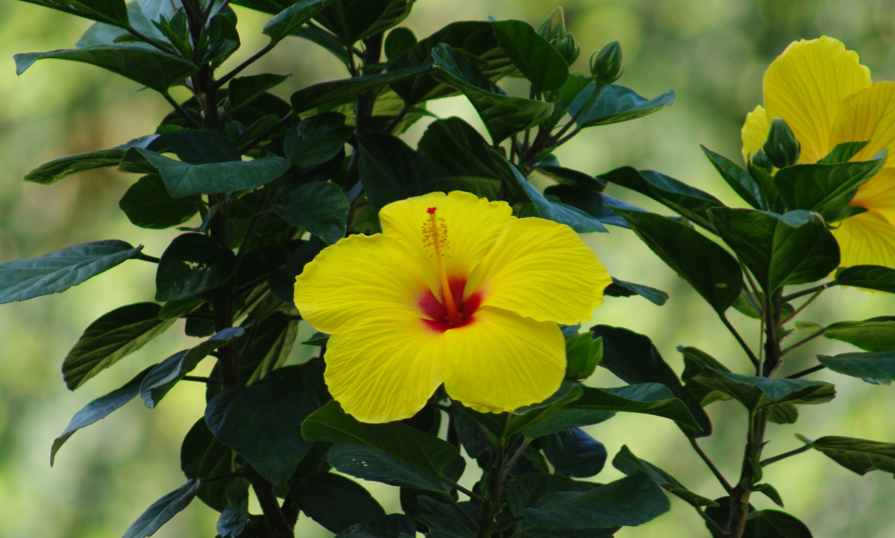 Obituary for Ruth Morrison