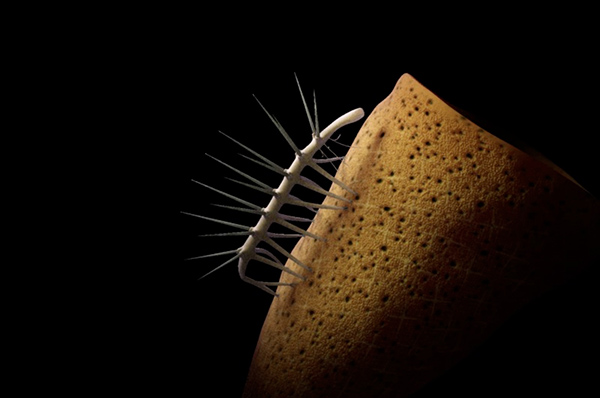 Nightmarish Burgess Shale creature had relatives around world ...