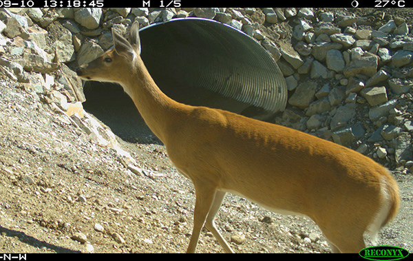 Completion of important KNP project celebrated | Columbia Valley, Radium