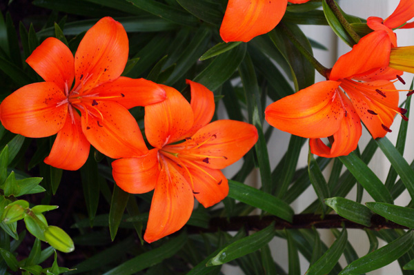 Obituary for Jean Fuller