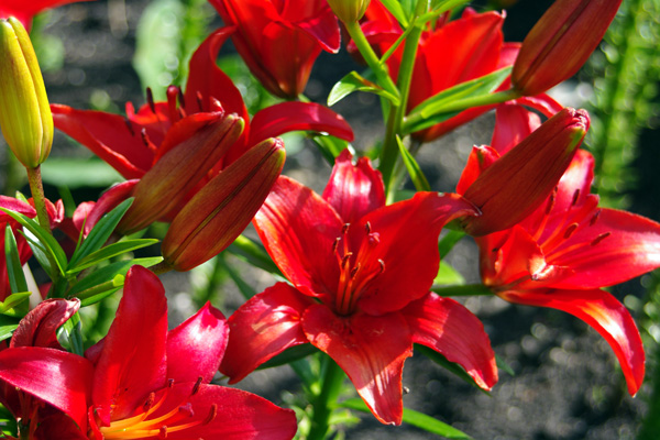 Obituary for Barbara Ann Sendecki