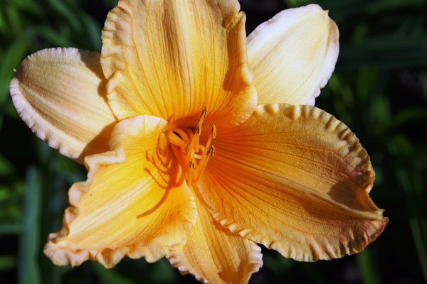 Obituary for Phyllis Ada Johnsen