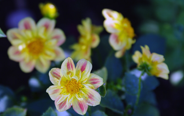 Obituary for Shirley Jean Jeffers