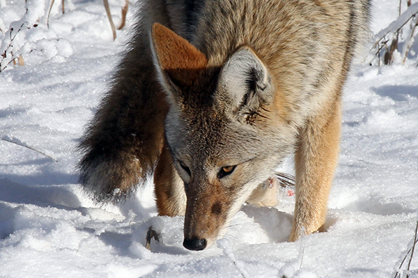 Coyotes make a living with their nose