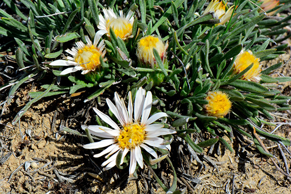 What's Up - Easter Daisy