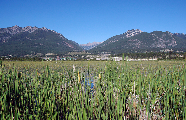 No comment from DOI on Canfor SFMP