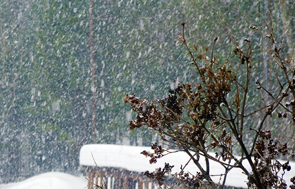Snowfall warning for Elk Valley, KNP | Columbia Valley, East Kootenay ...