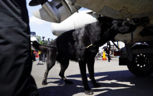 Keeping up the fight against invasive mussels | Columbia Valley ...