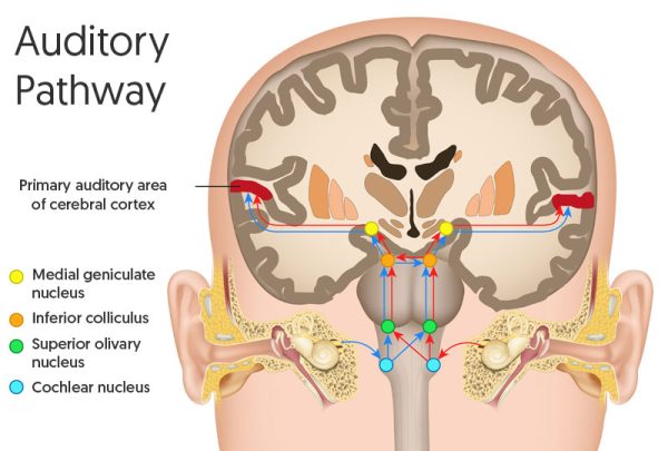The Fundamentals of Auditory and Vision Development - Advanced Brain Technologies
