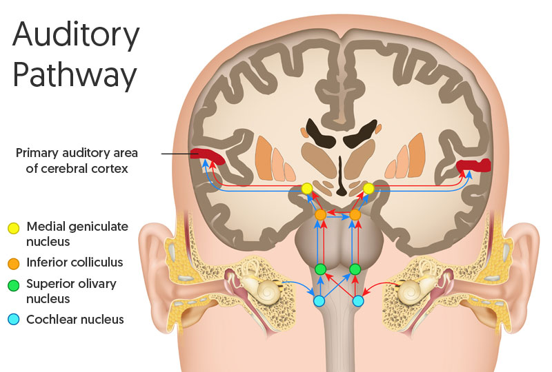 The Fundamentals of Auditory and Vision Development - Advanced Brain Technologies