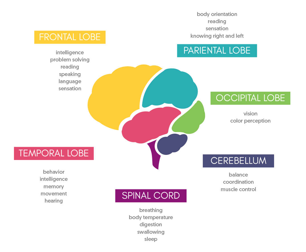 TLP inTime: A Rhythm-Based Training Program for Optimal Brain ...