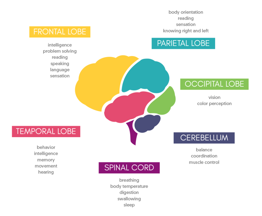 TLP inTime: A Rhythm-Based Training Program for Optimal Brain ...