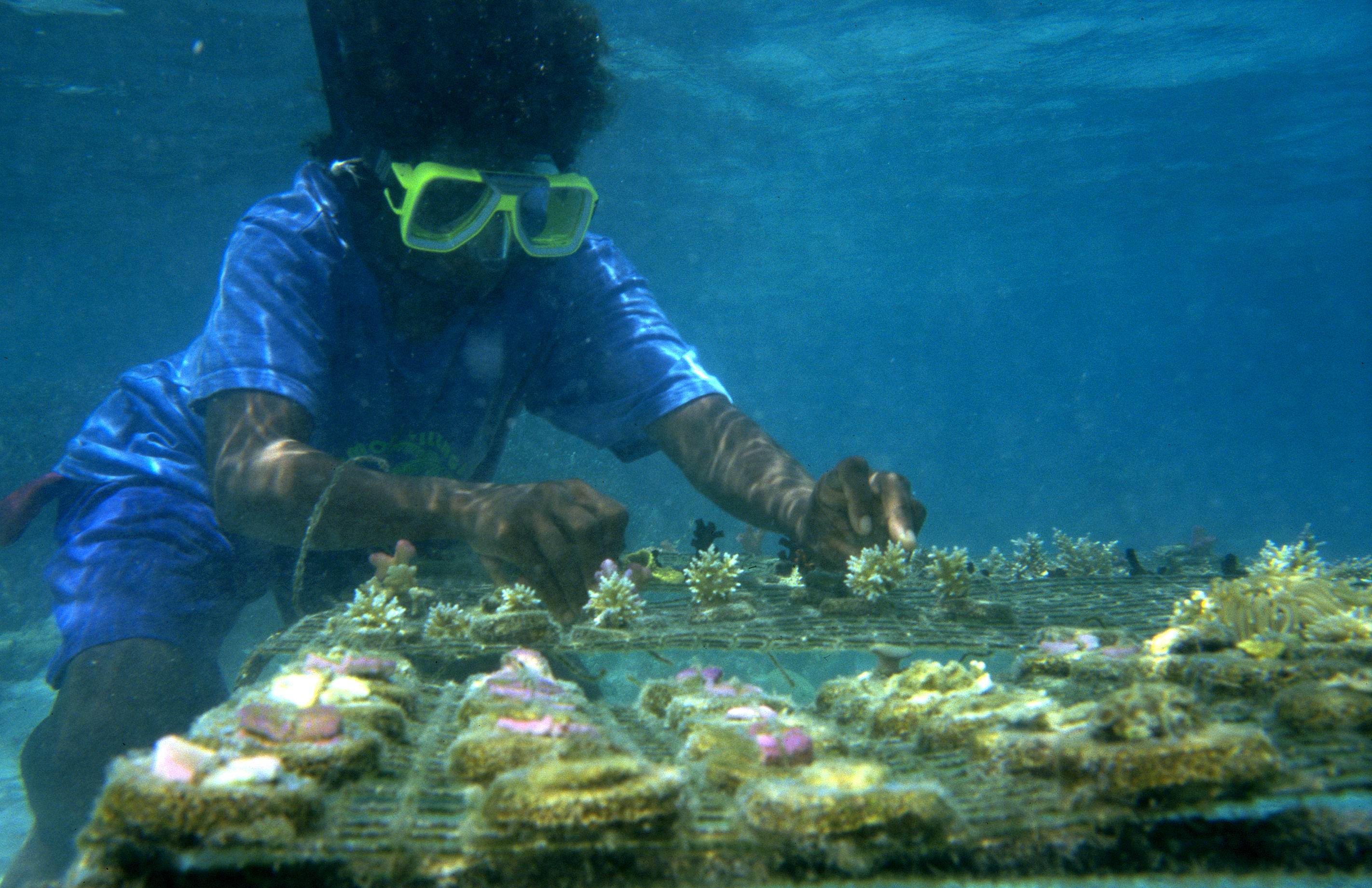 Coral Reefs | Resource Watch