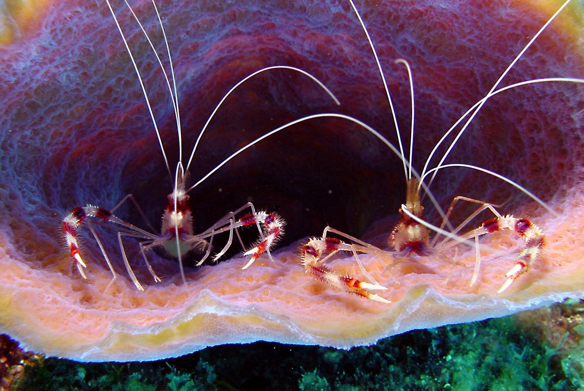 Coral Reefs | Resource Watch