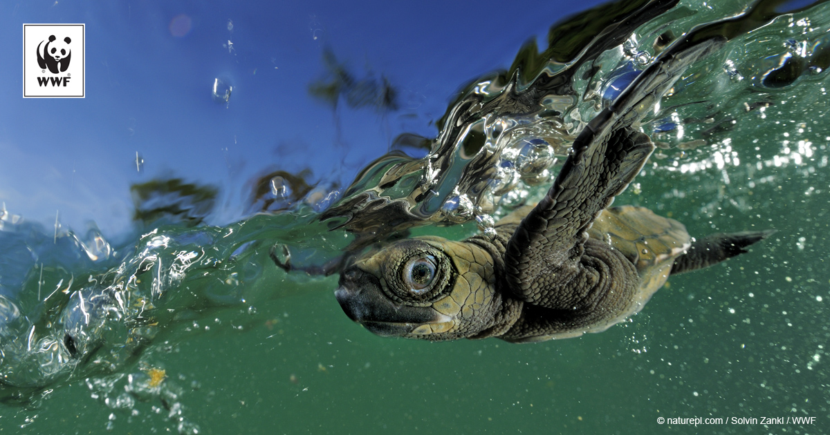 WWF - Turtles
