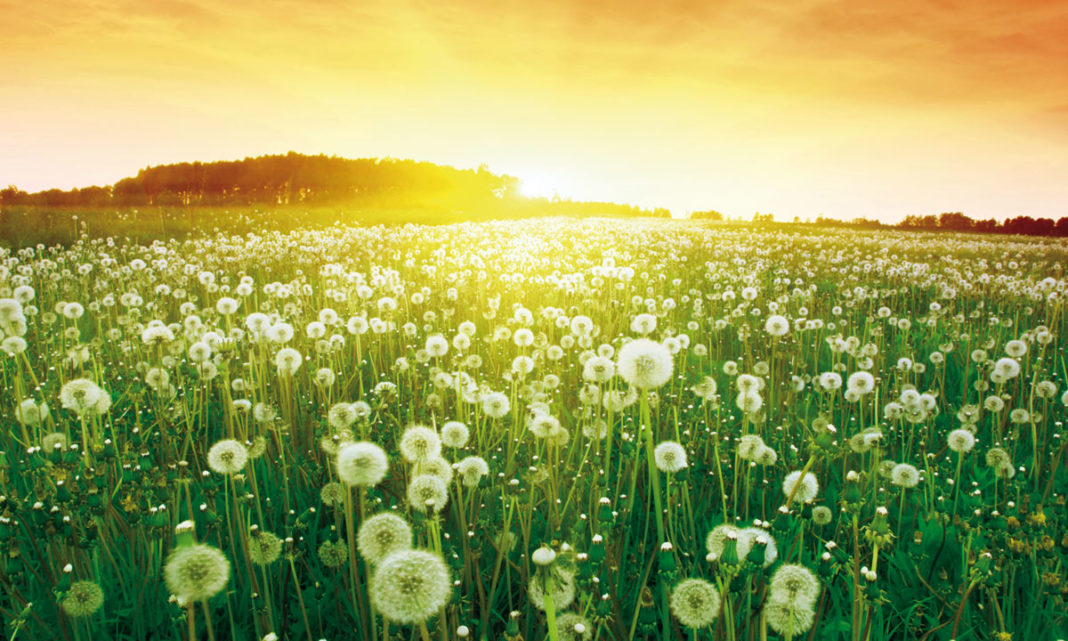 Continental bringing sustainable dandelion rubber Taraxagum tires to ...