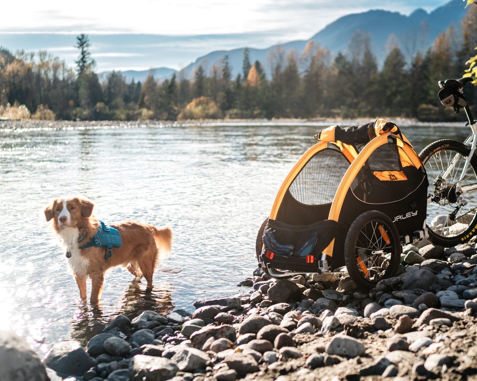 How to Bike Ride with your Dog - The best gear for trail dogs ...