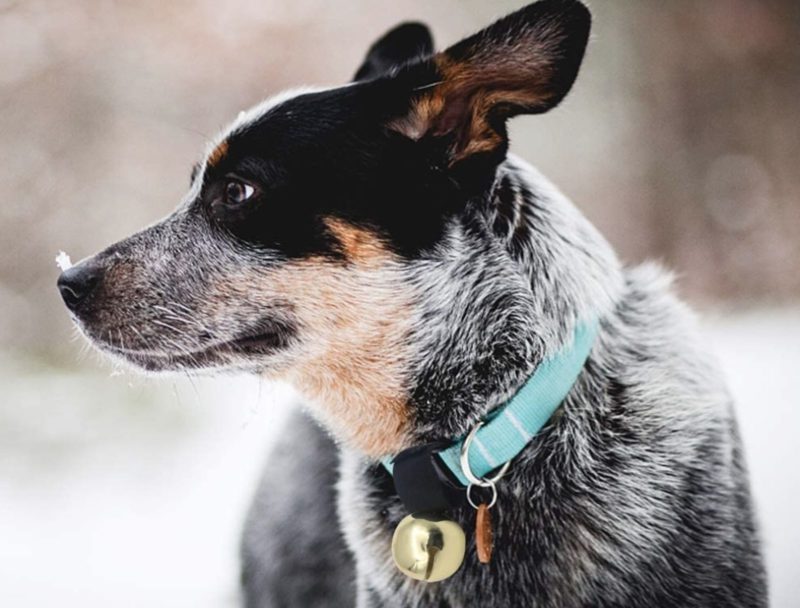 How to Bike Ride with your Dog - The best gear for trail dogs ...