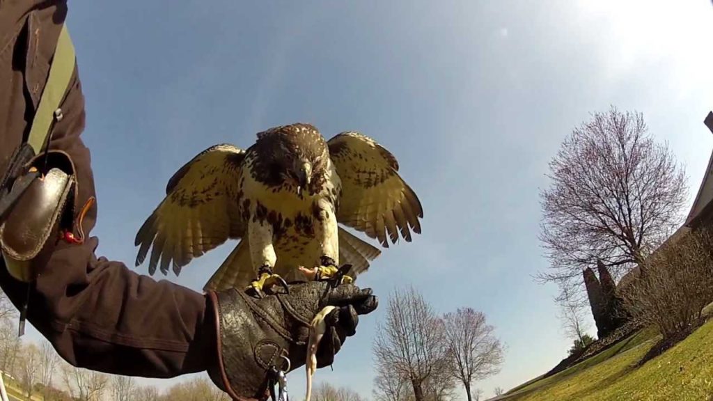 Weekend Warm-Up: Hunting with Falcons » Explorersweb