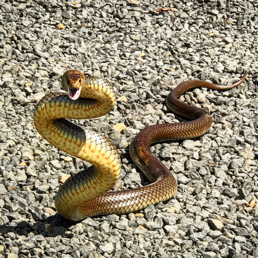 Dealing with Wildlife: Snakes » Explorersweb