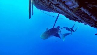 Reed Raft Reaches Tahiti » Explorersweb