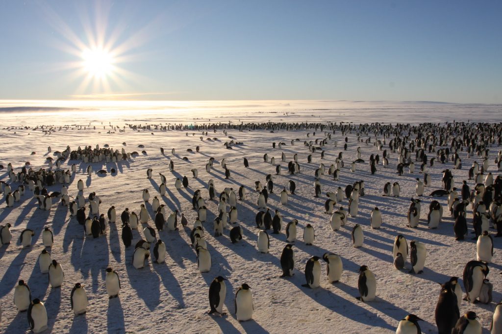 ALE: Antarctica in Pictures » Explorersweb
