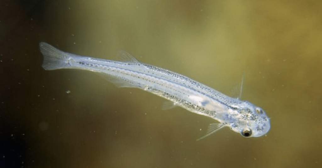 The Most Dangerous Creatures You'll Find in Water » Explorersweb