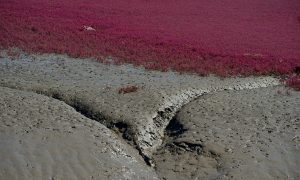 Natural Wonders: China's Red Beach » Explorersweb