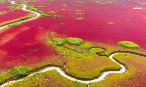Natural Wonders: China's Red Beach » Explorersweb