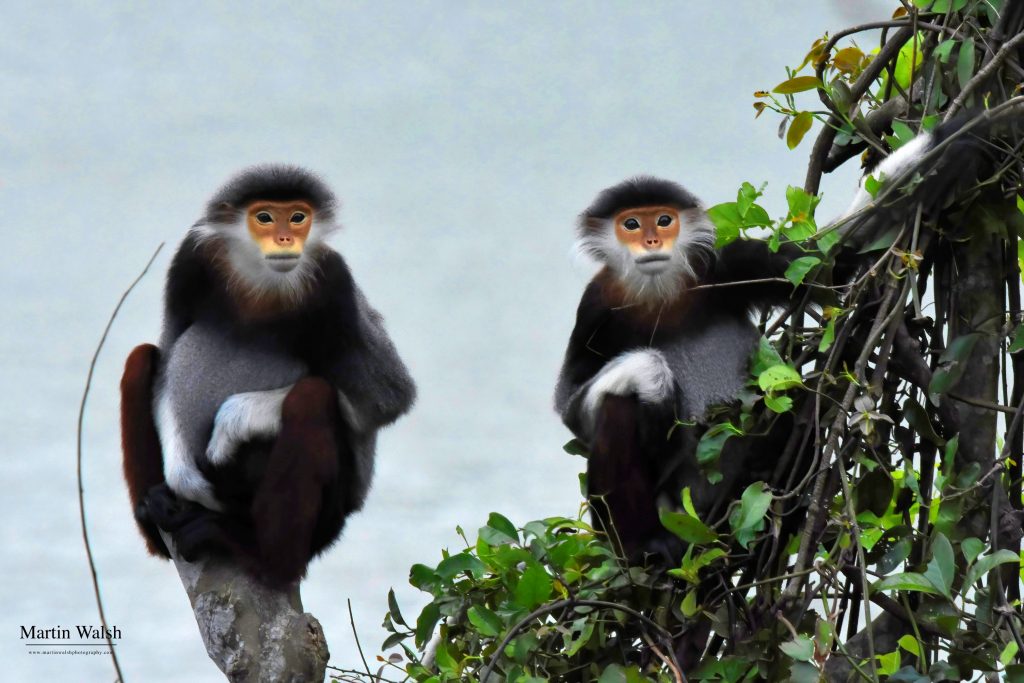 Vietnam’s Wildlife: A (Pretty) Good News Story » Explorersweb