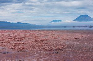 Lake Natron: Deadly to Most Life, but the Flamingos Love It » Explorersweb