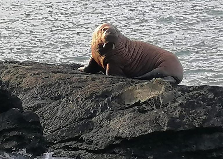 "Gi-normous" Walrus Turns Up in Ireland » Explorersweb