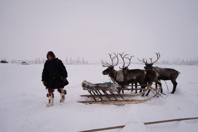 Freezing Rain Kills Reindeer in Northern Russia, Norway » Explorersweb