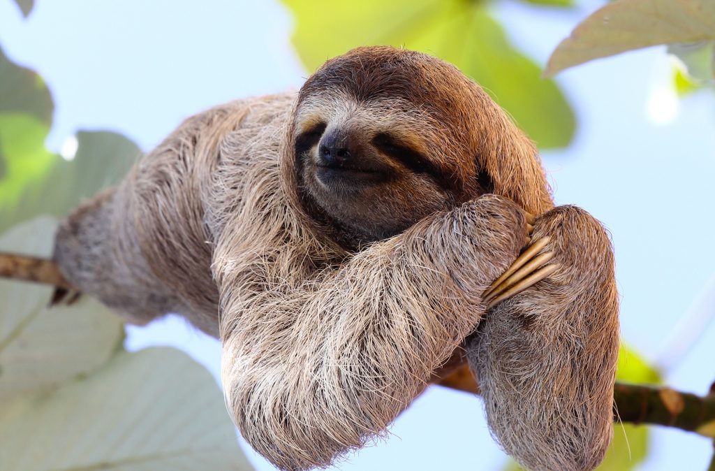 Hey, It's International Sloth Day » Explorersweb