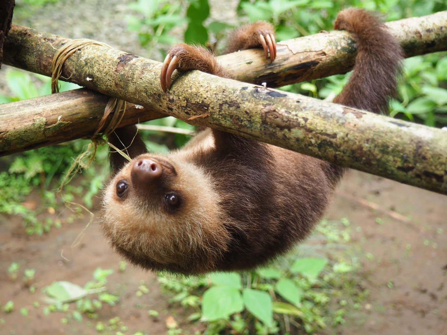 Hey, It's International Sloth Day » Explorersweb