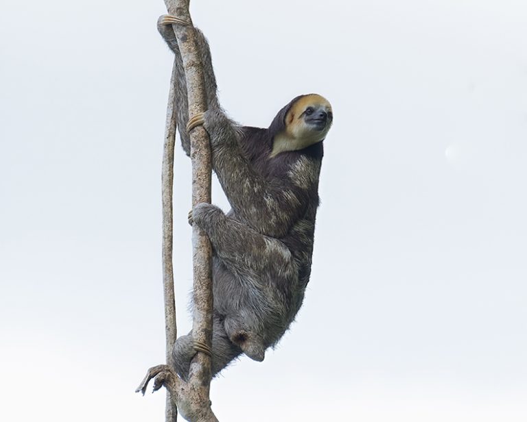 Hey, It's International Sloth Day » Explorersweb